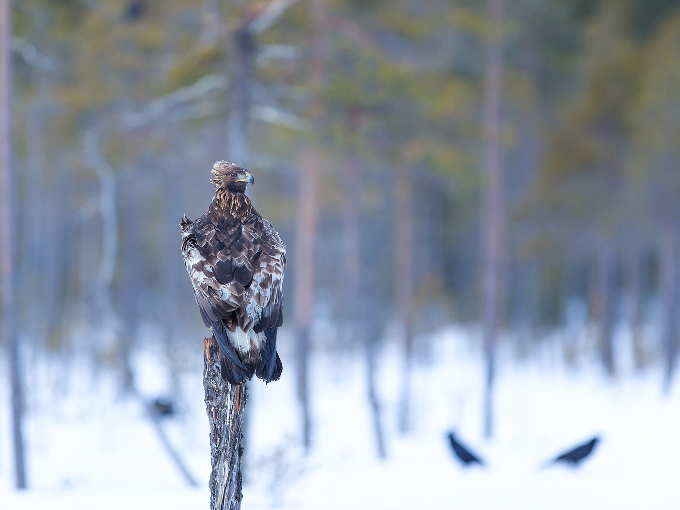 Nya Bilder | Lars Altberg Naturfotograf