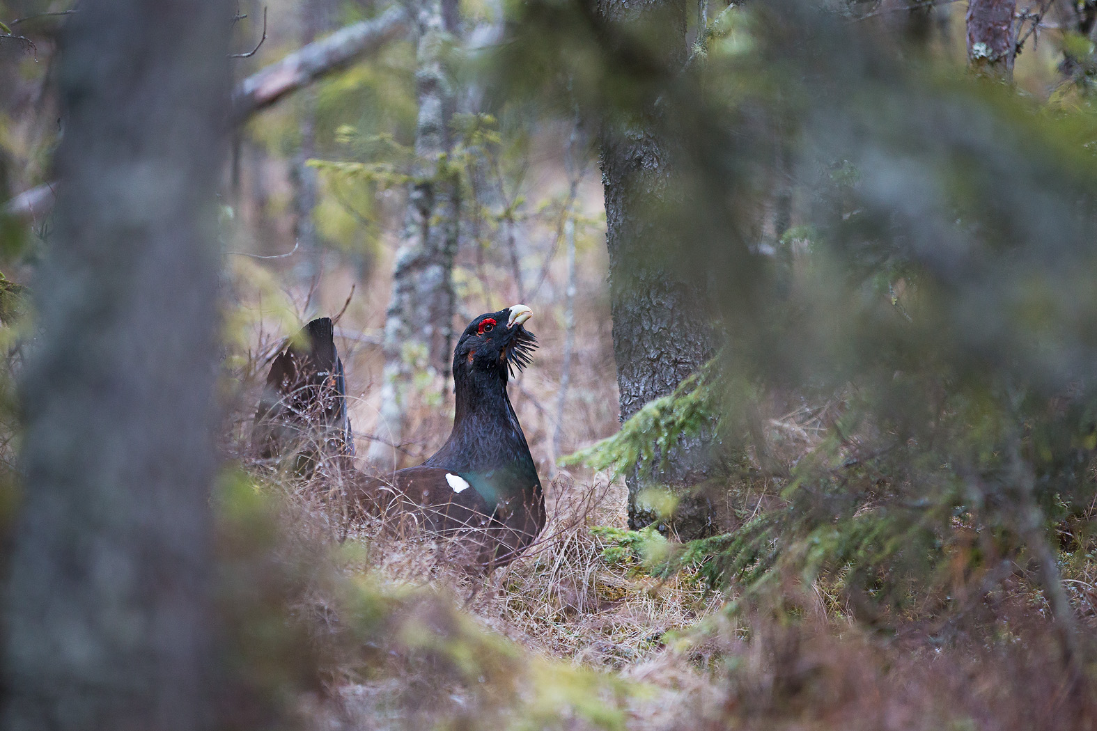 Nya Bilder | Lars Altberg Naturfotograf