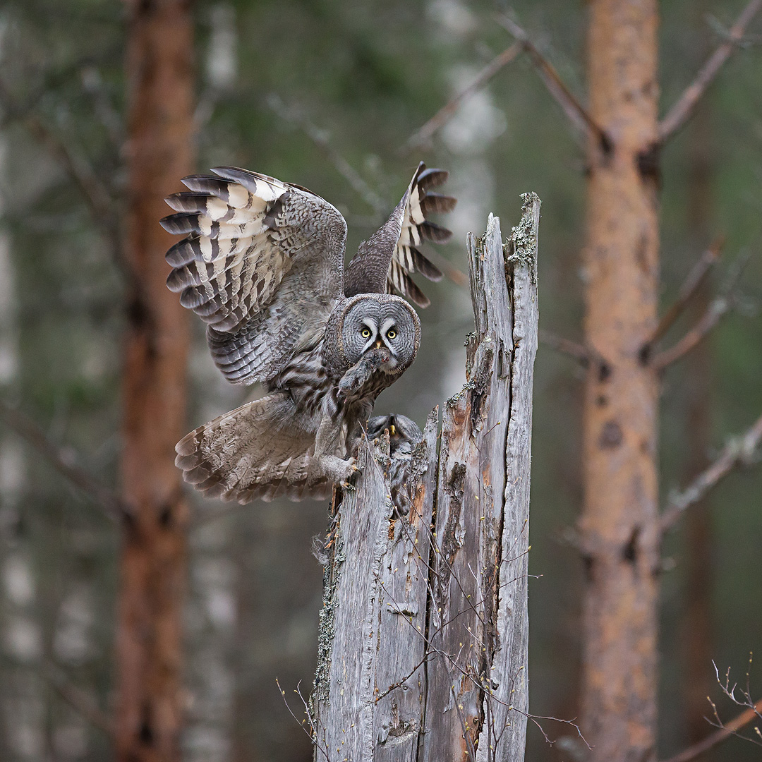 Nya Bilder | Lars Altberg Naturfotograf